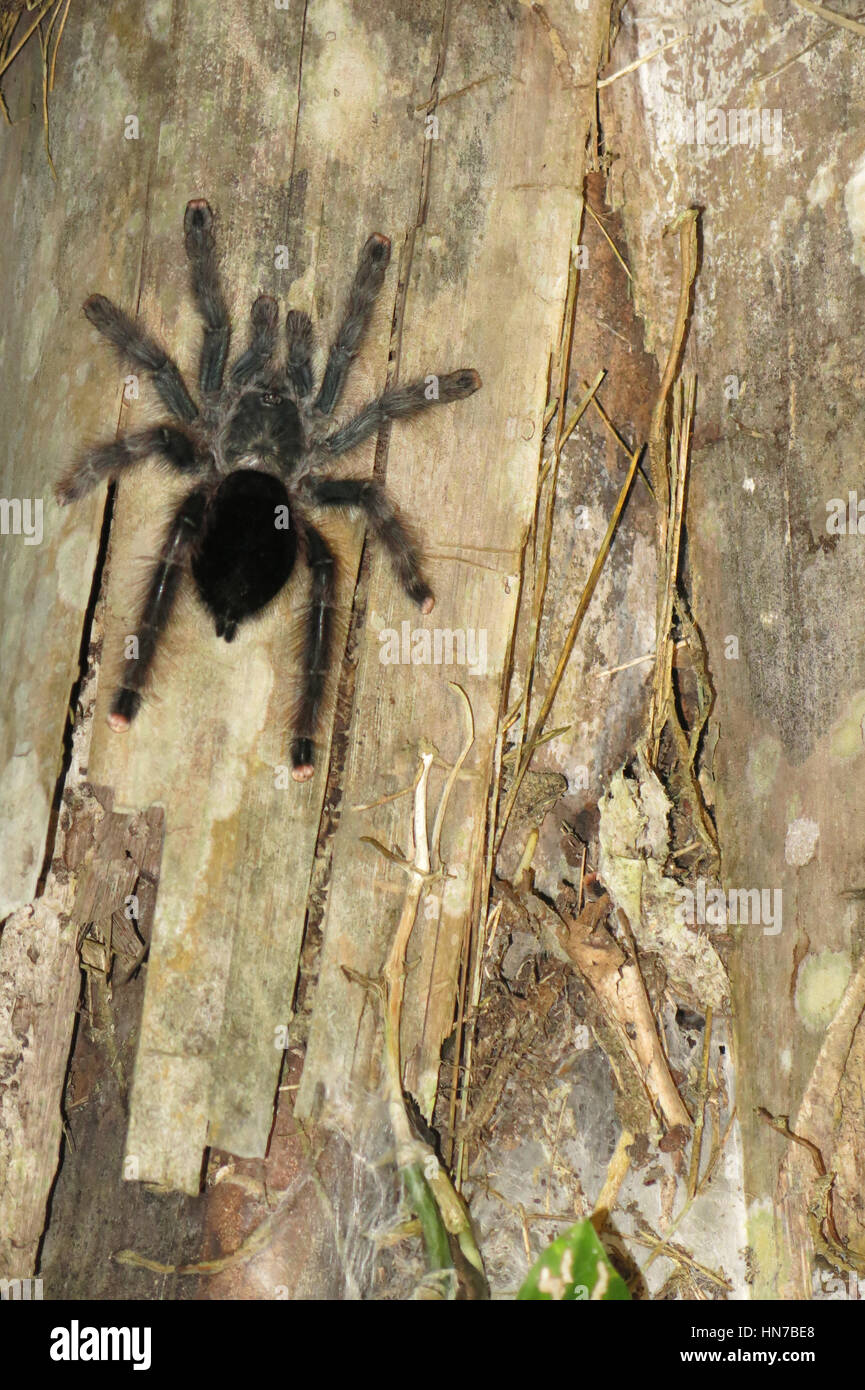 Furry tarantula alfresco walking along the tree trunk. Amazon forest in ...