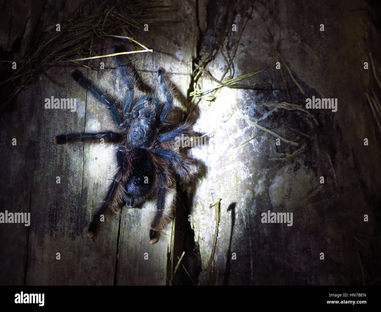 Furry tarantula alfresco walking along the tree trunk. Amazon forest in ...