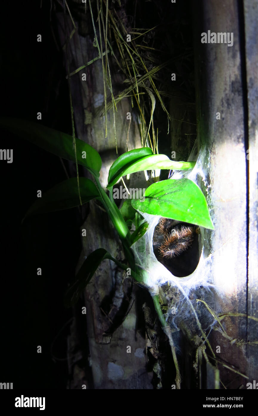 Furry tarantula alfresco walking along the tree trunk. Amazon forest in ...
