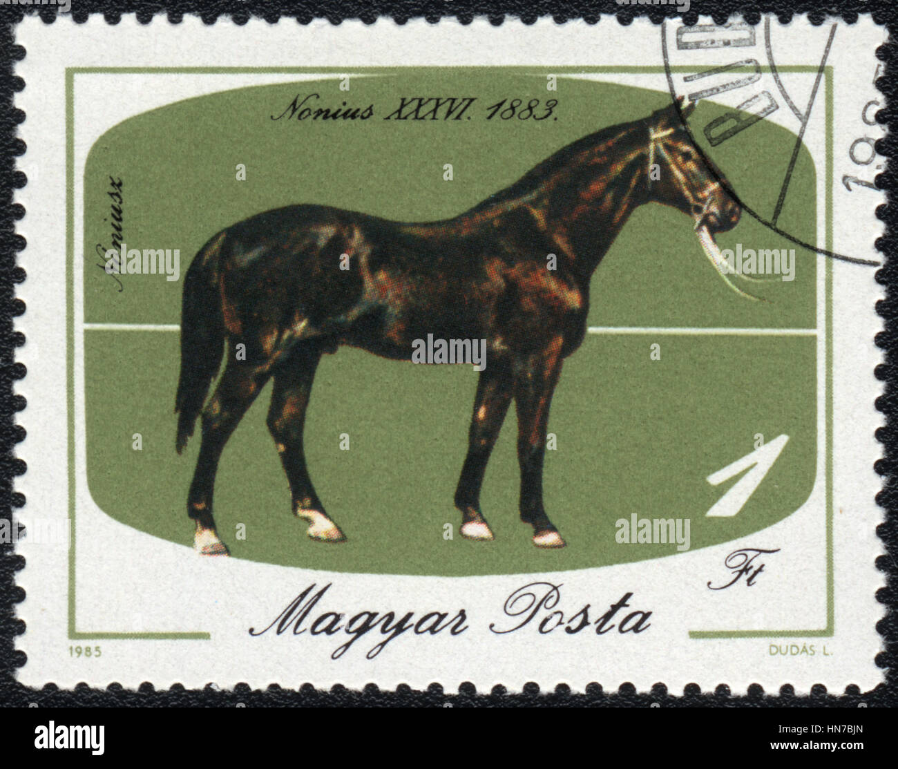 Nonius horse hi-res stock photography and images - Alamy