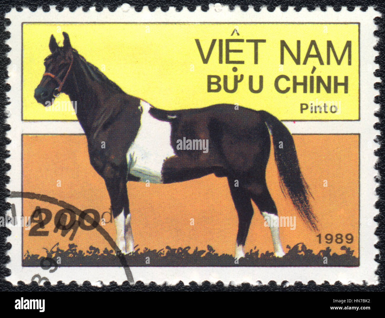A postage stamp printed in Vietnam shows a Pinto horse, horse breed ...