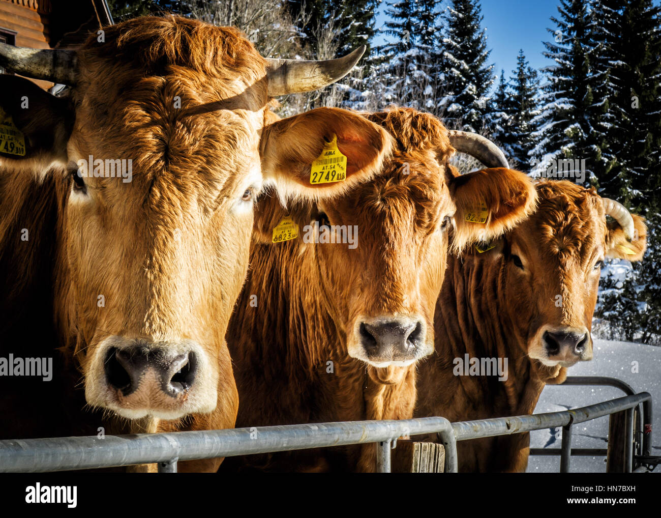 Three cow hi-res stock photography and images - Alamy