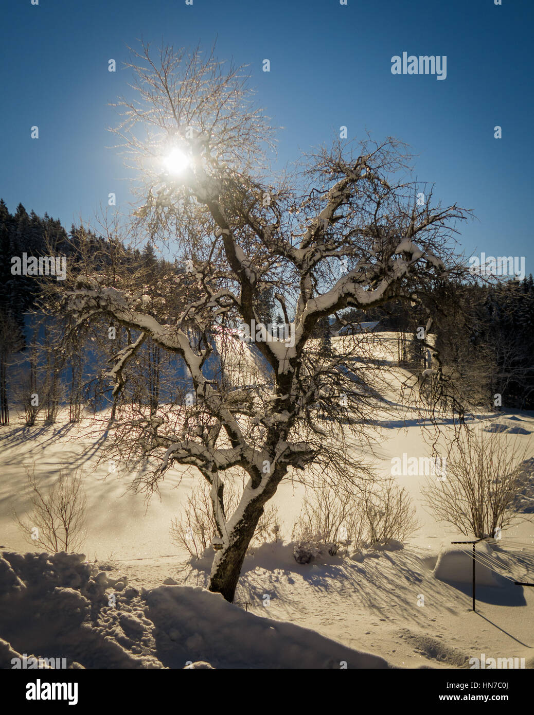 Lonely Winter Tree Stock Photo - Alamy