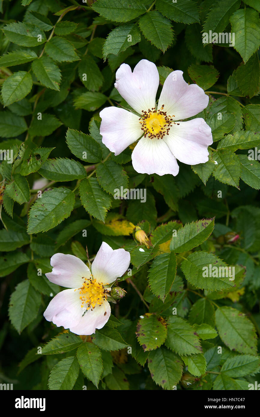 English tudor rose hi-res stock photography and images - Alamy