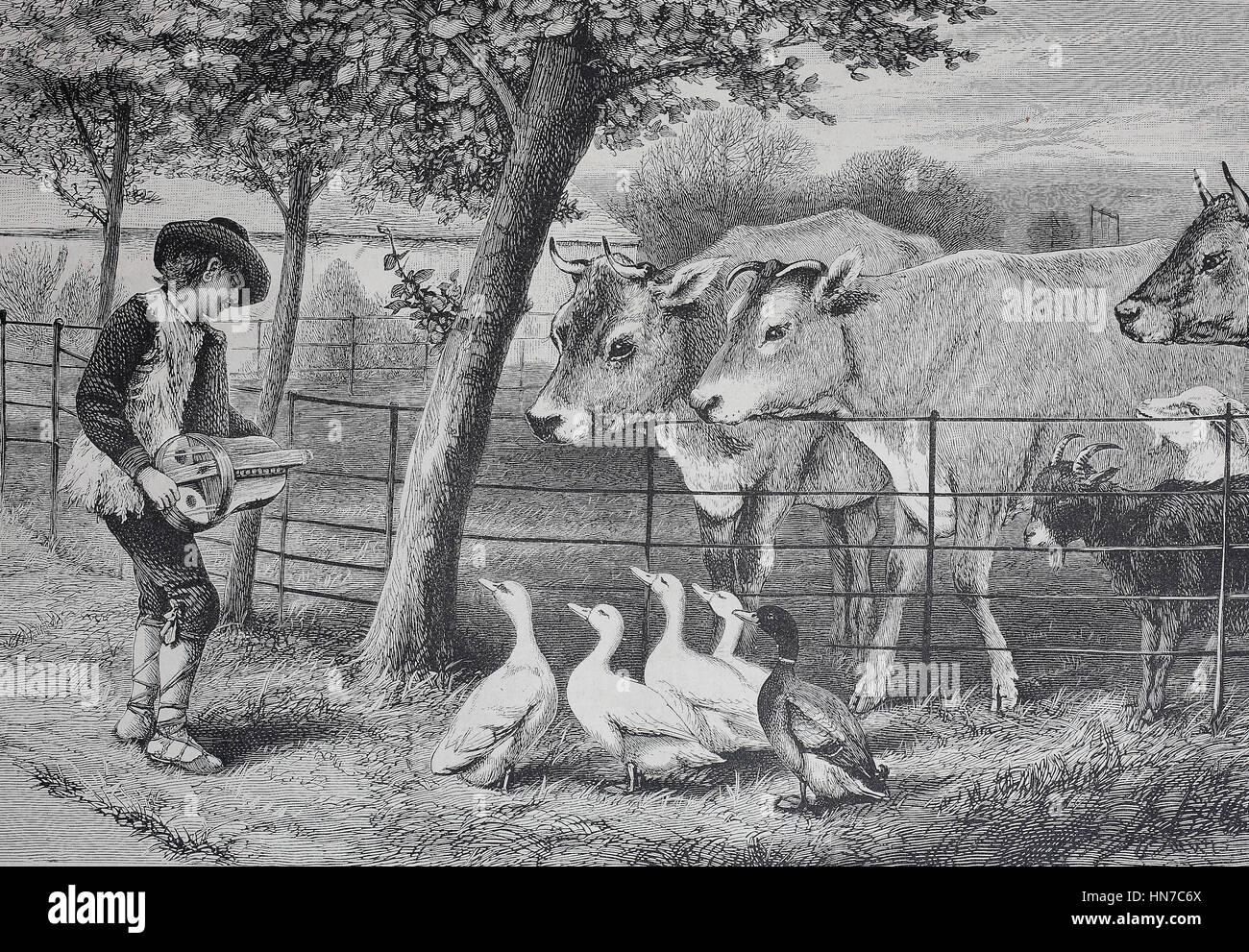 Boy in front of cows hi-res stock photography and images - Alamy