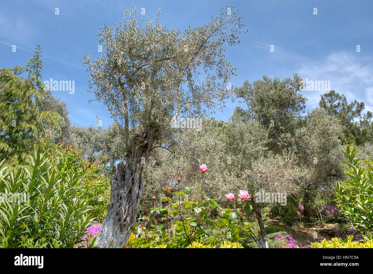Olive tree garden hi-res stock photography and images - Alamy