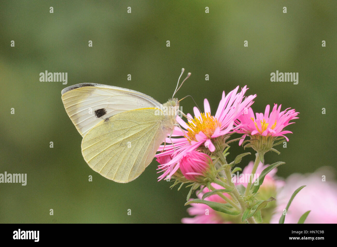 Large White Pieris brassicae Photographed on Aster in the UK Stock ...