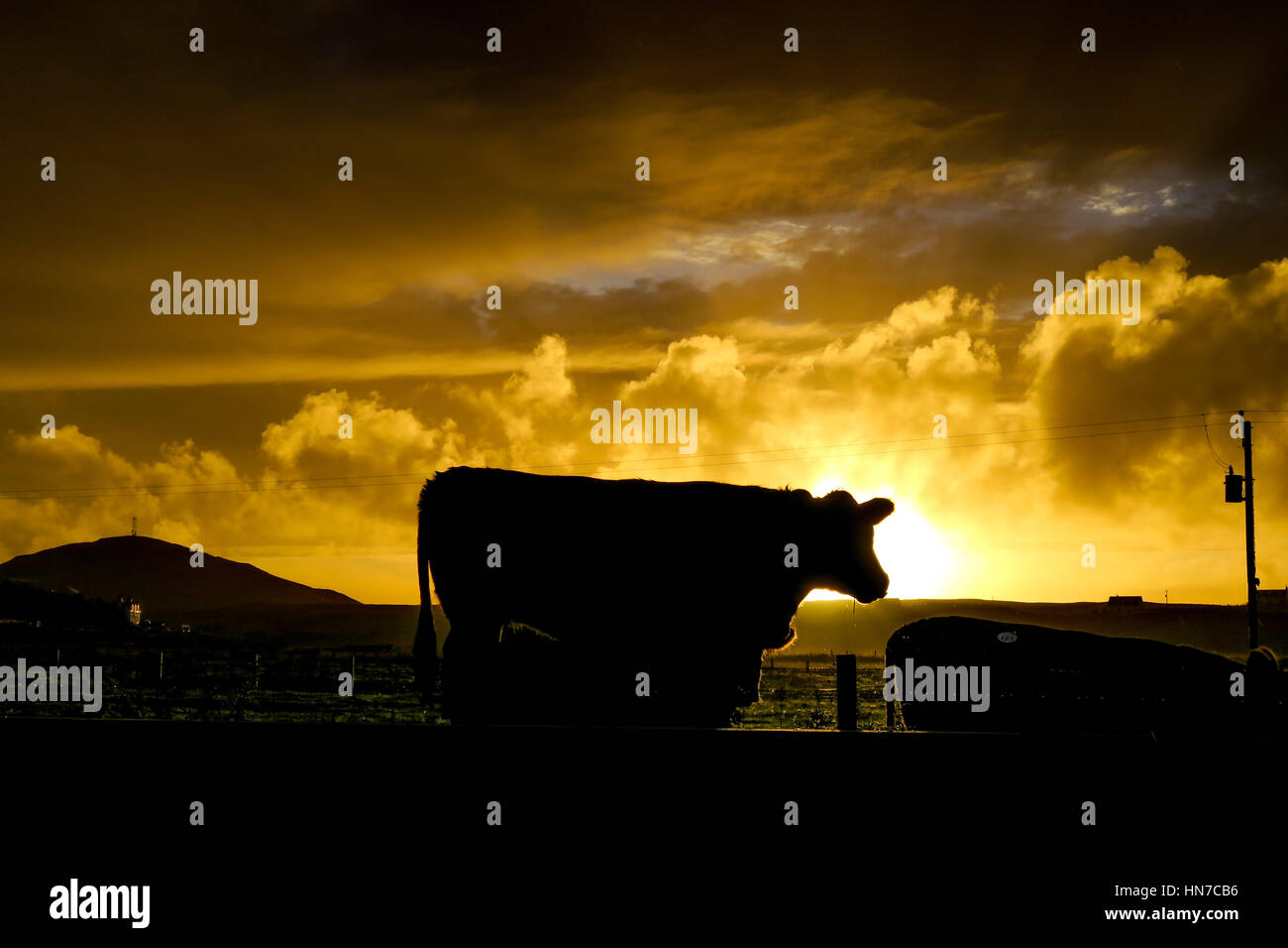 Cows Clouds Sunset