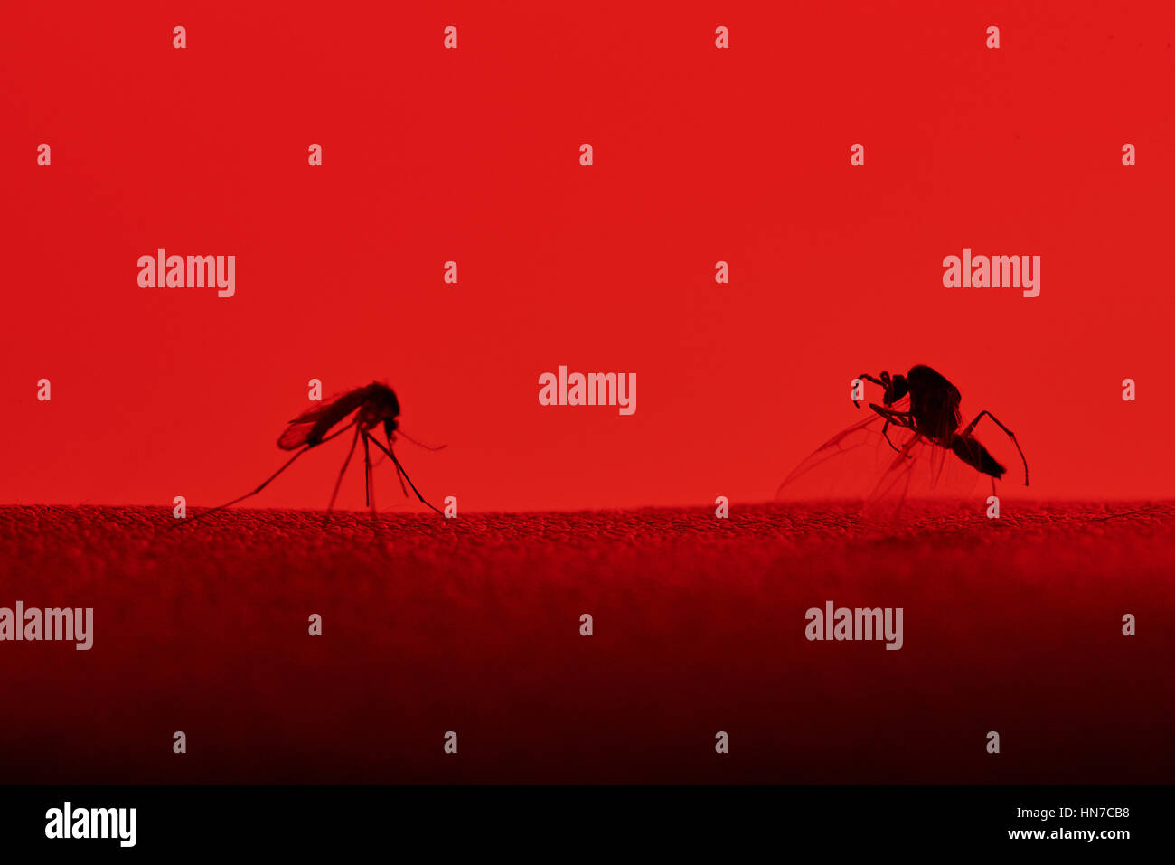 two insects sitting on human skin isolated Stock Photo - Alamy