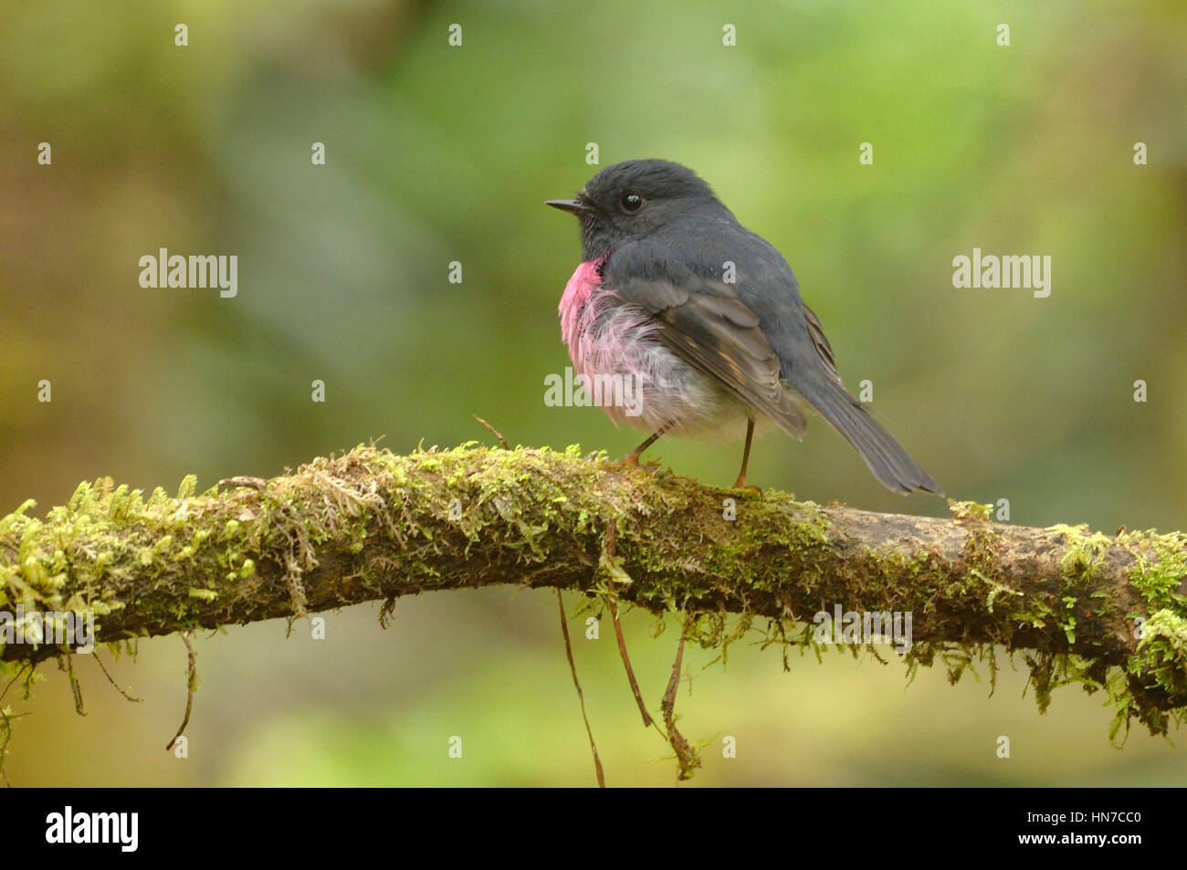 Australian robin hi-res stock photography and images - Alamy