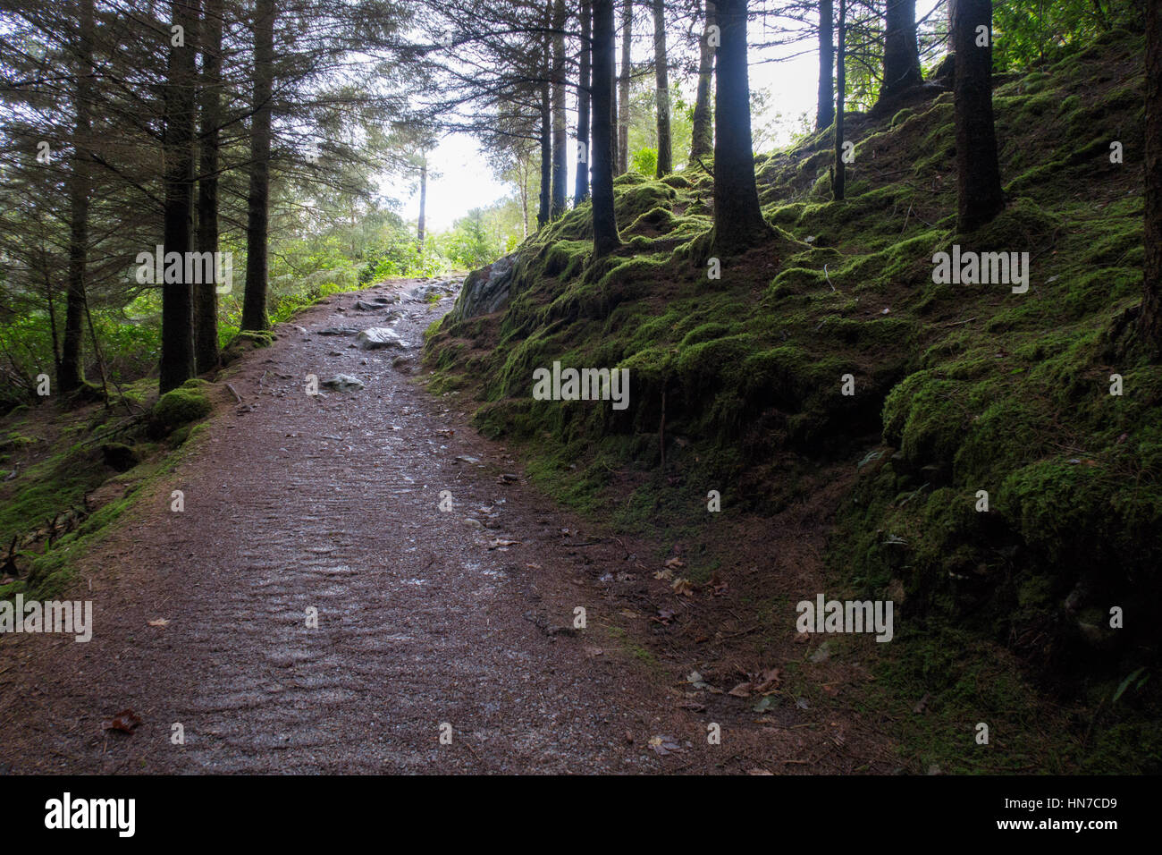 Scottish trees hi-res stock photography and images - Alamy