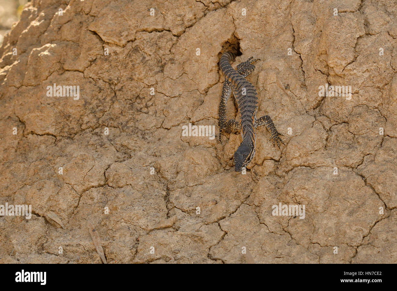 Rosenberg's Goanna Varanus rosenbergi Young emerging from nest in ...
