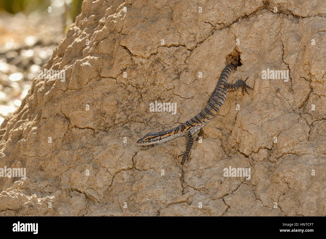 Rosenberg's Goanna Varanus rosenbergi Young emerging from nest in ...