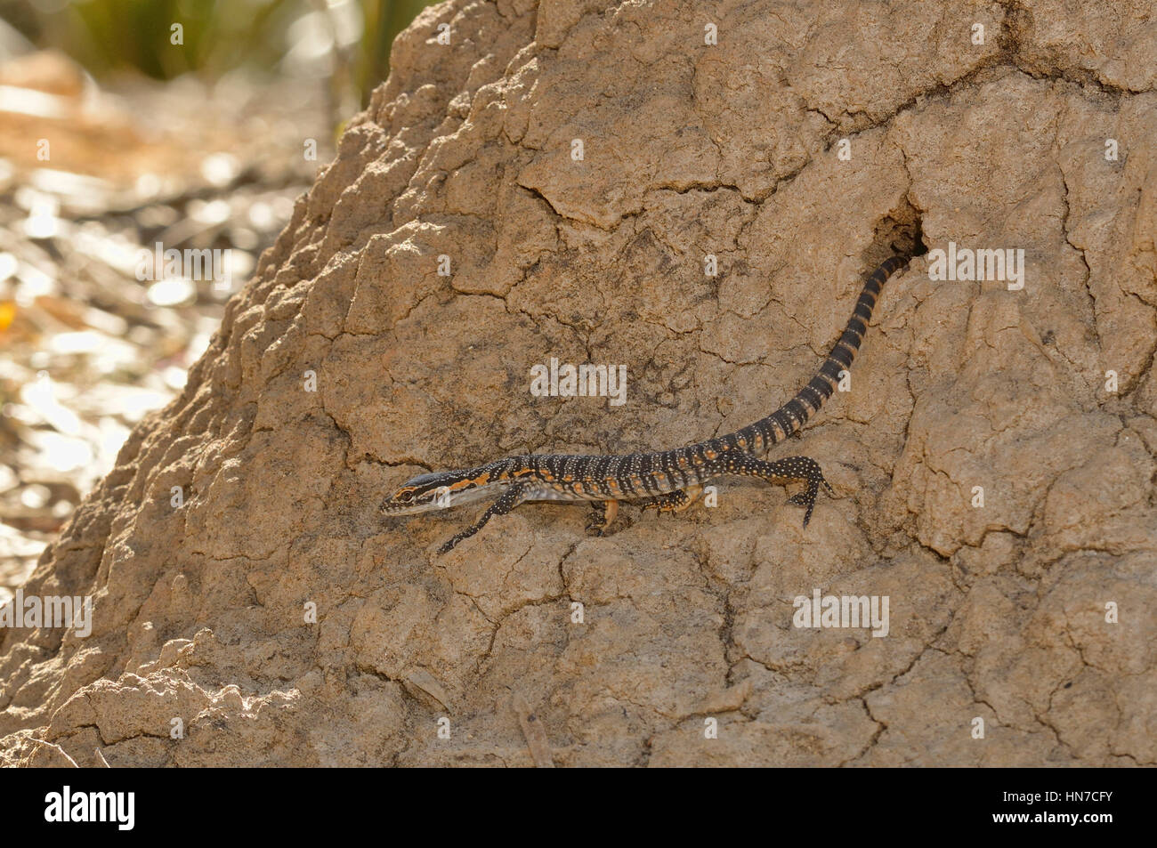 Rosenberg's Goanna Varanus rosenbergi Young emerging from nest in ...