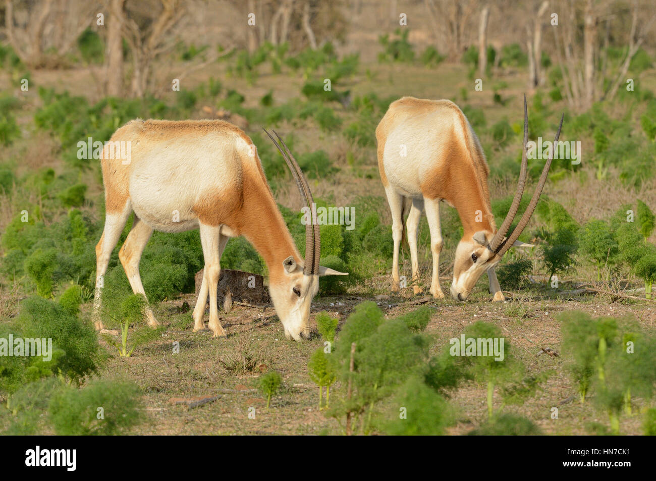 Scimitar-horned Oryx Oryx dammah Extinct in the wild These animals held ...