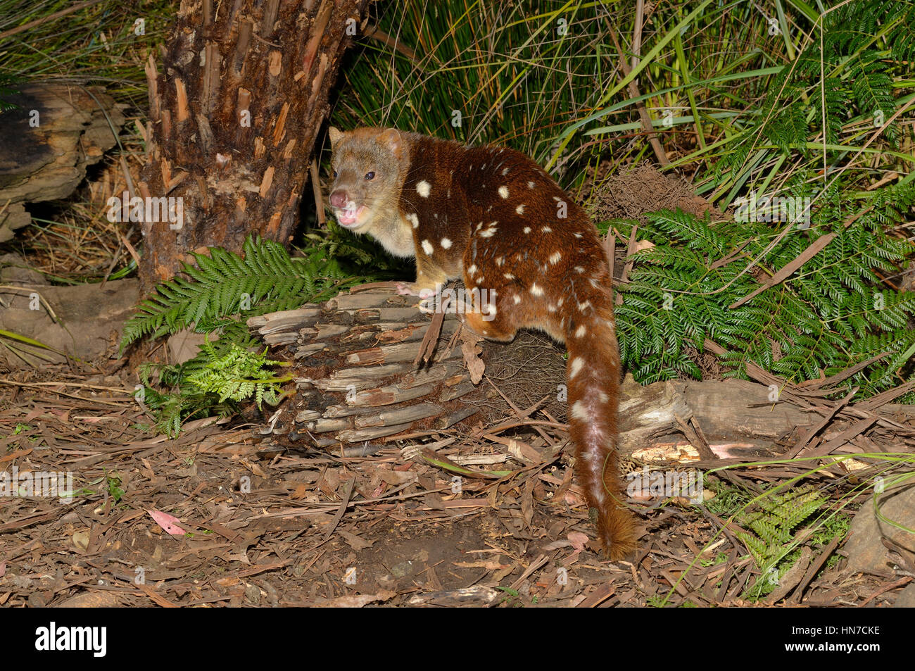 Spotted-tailed Quoll Dasyurus maculatus Photographed in Tasmania ...