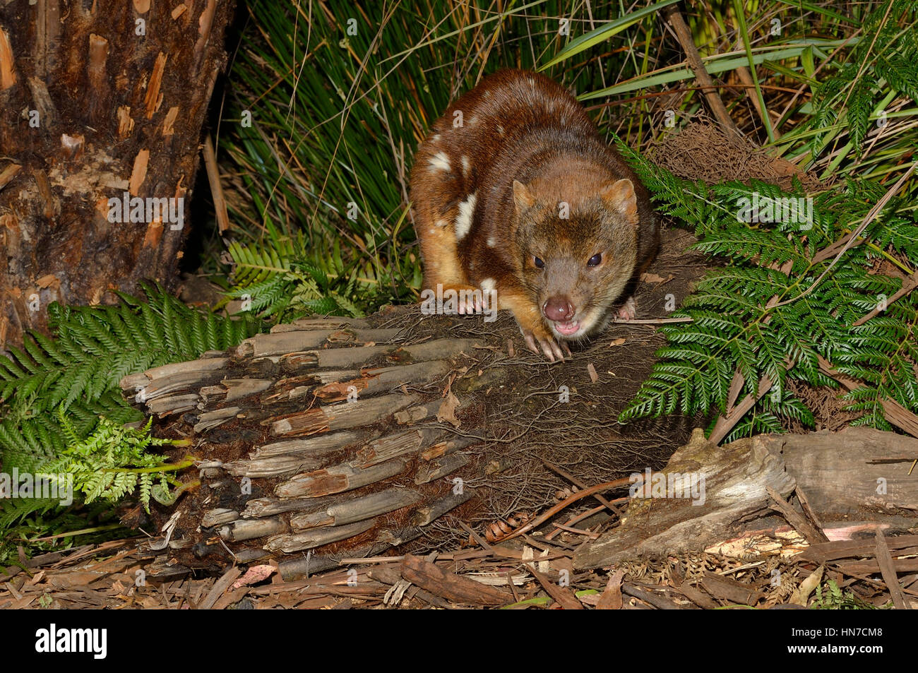 Spotted-tailed Quoll Dasyurus maculatus Photographed in Tasmania ...