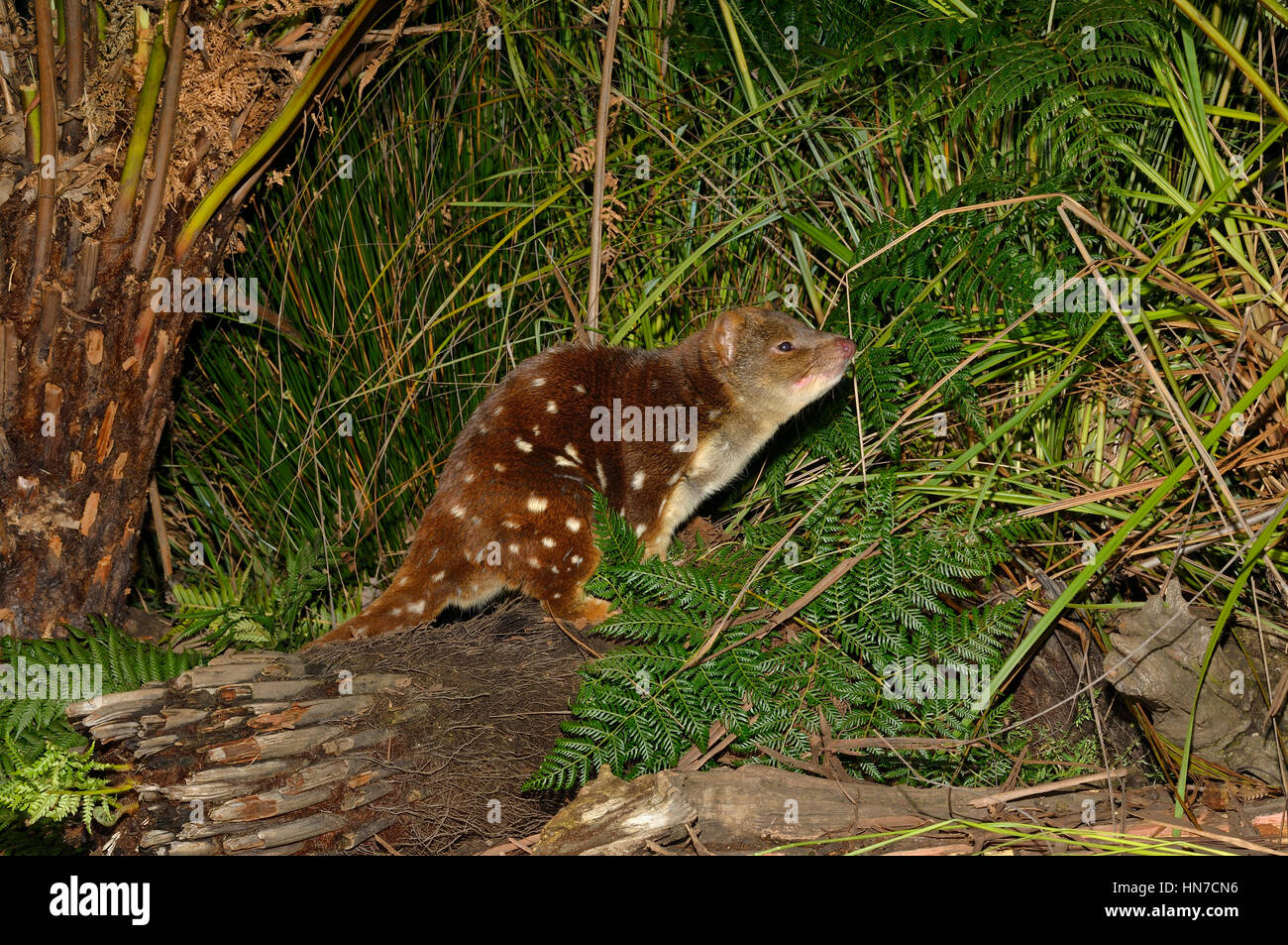 Spotted-tailed Quoll Dasyurus maculatus Photographed in Tasmania ...