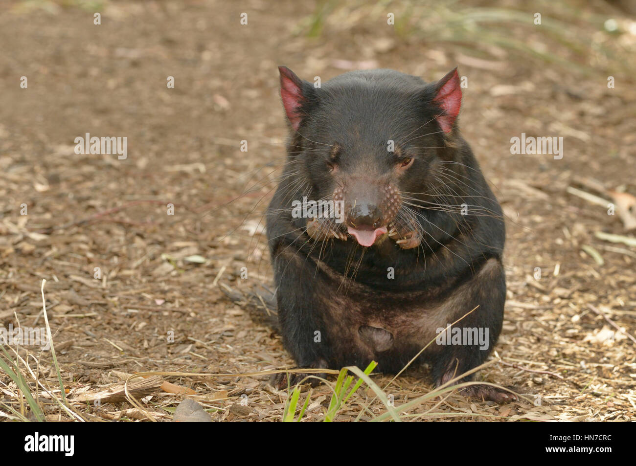 Adult tasmanian devil hi-res stock photography and images - Alamy