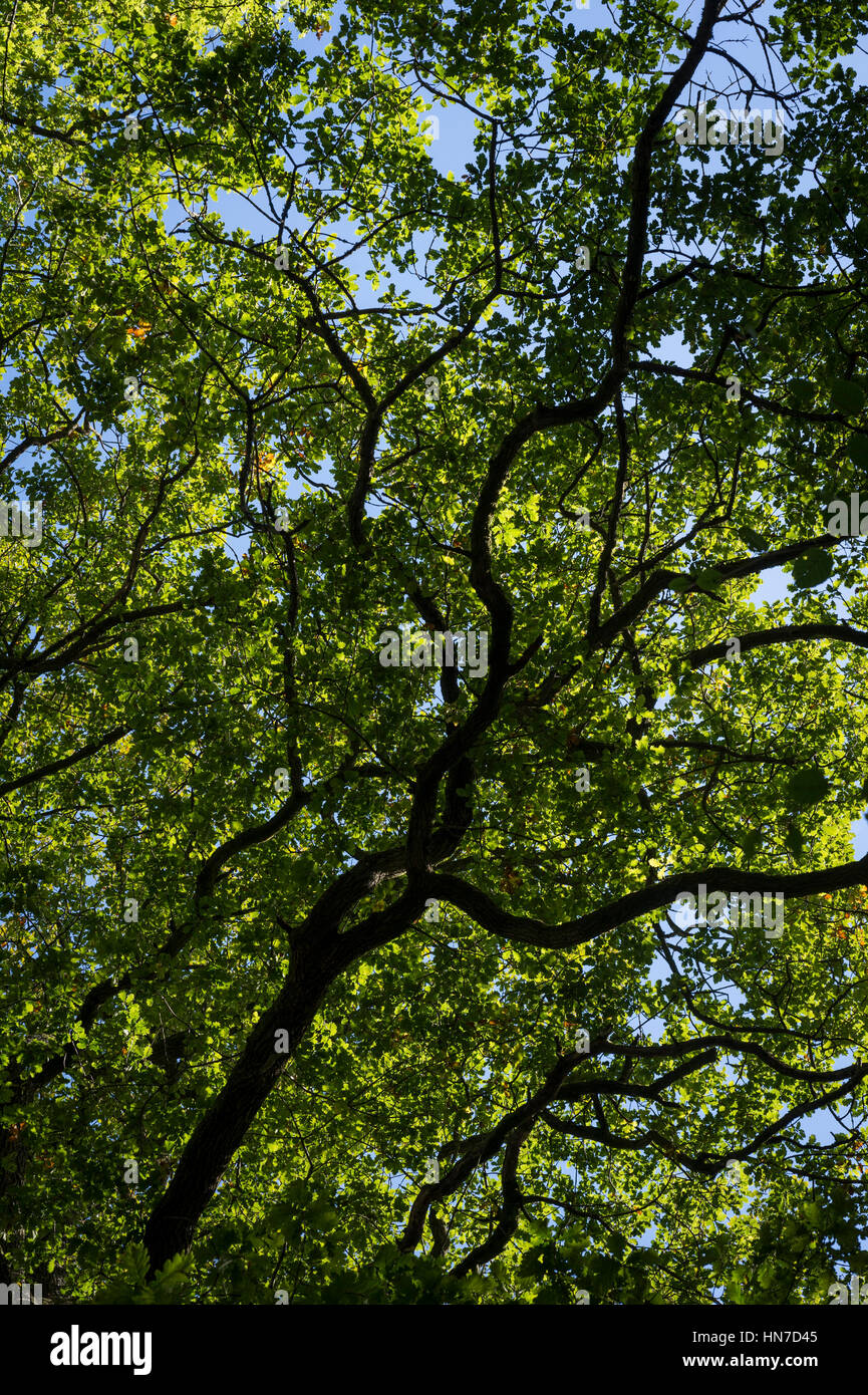 Branches of oaks hi-res stock photography and images - Alamy