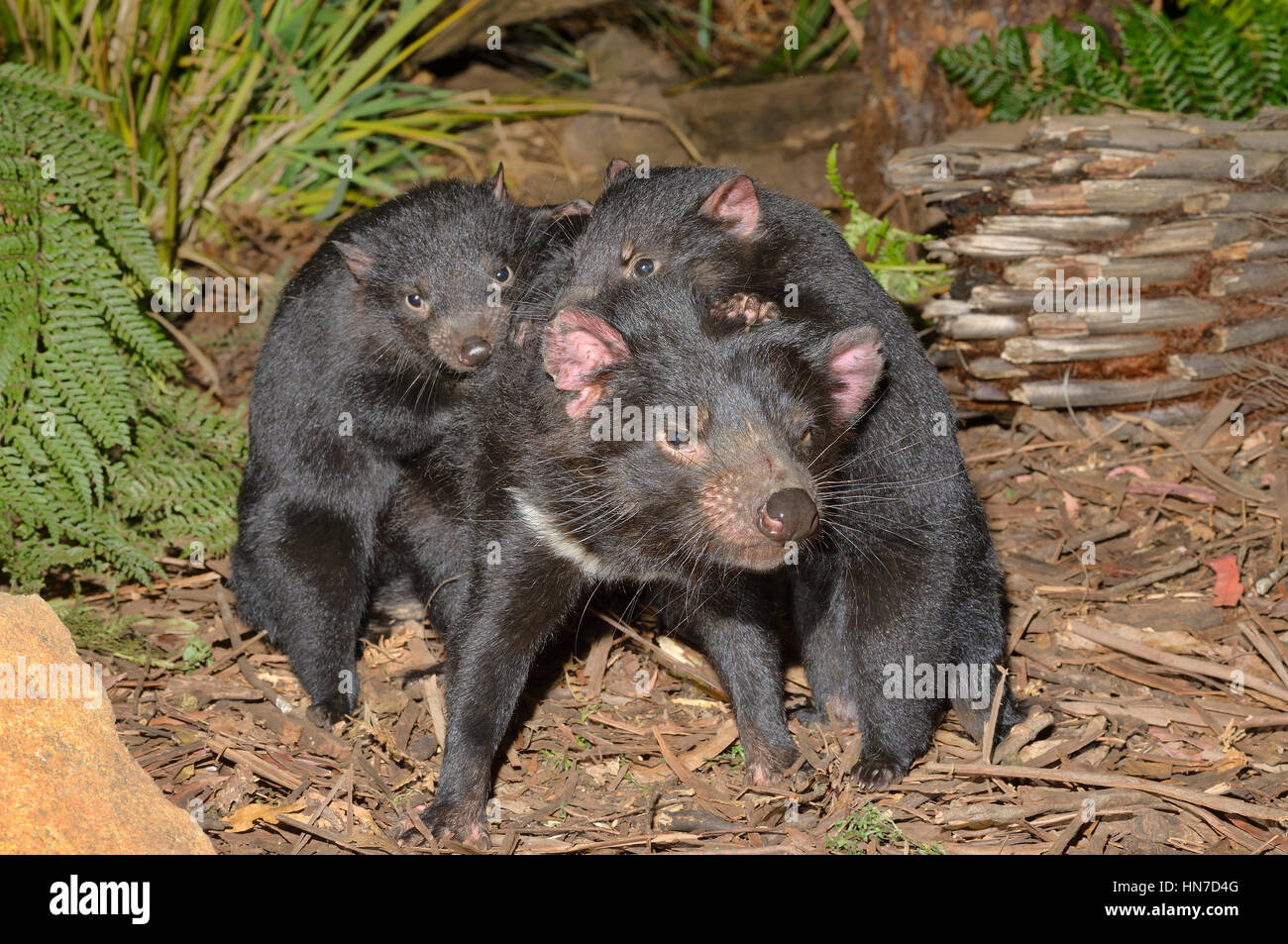 Female tasmanian devil hi-res stock photography and images - Alamy