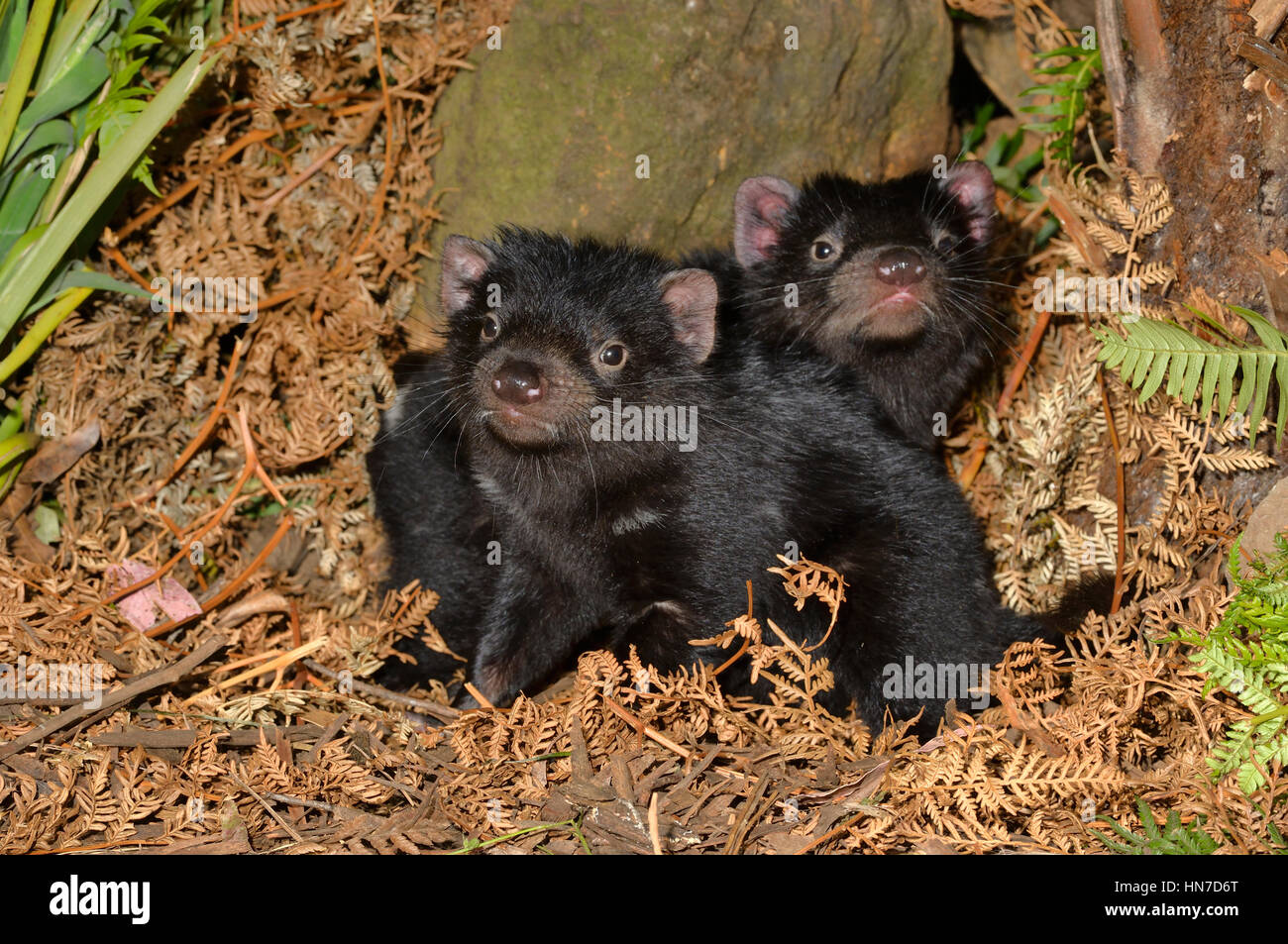 Tasmanian Devil Newborn