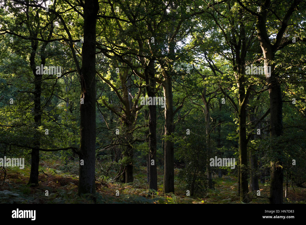 Oak trees in the Forest of Dean, Gloucestershire, UK Stock Photo - Alamy