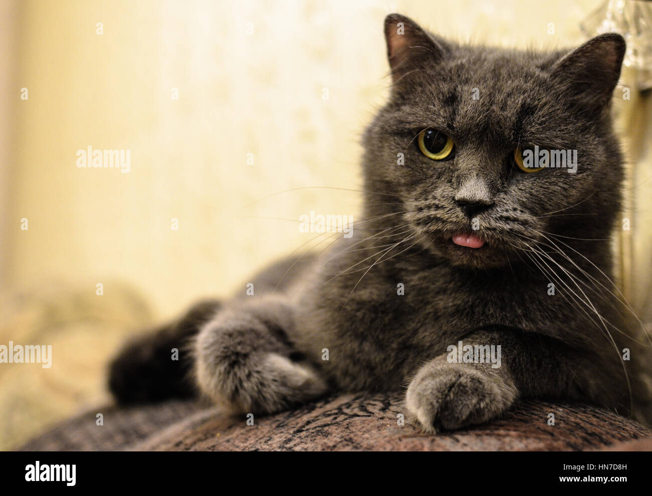 A fussy cat is hungry : It is looking and showing its tongue Stock ...