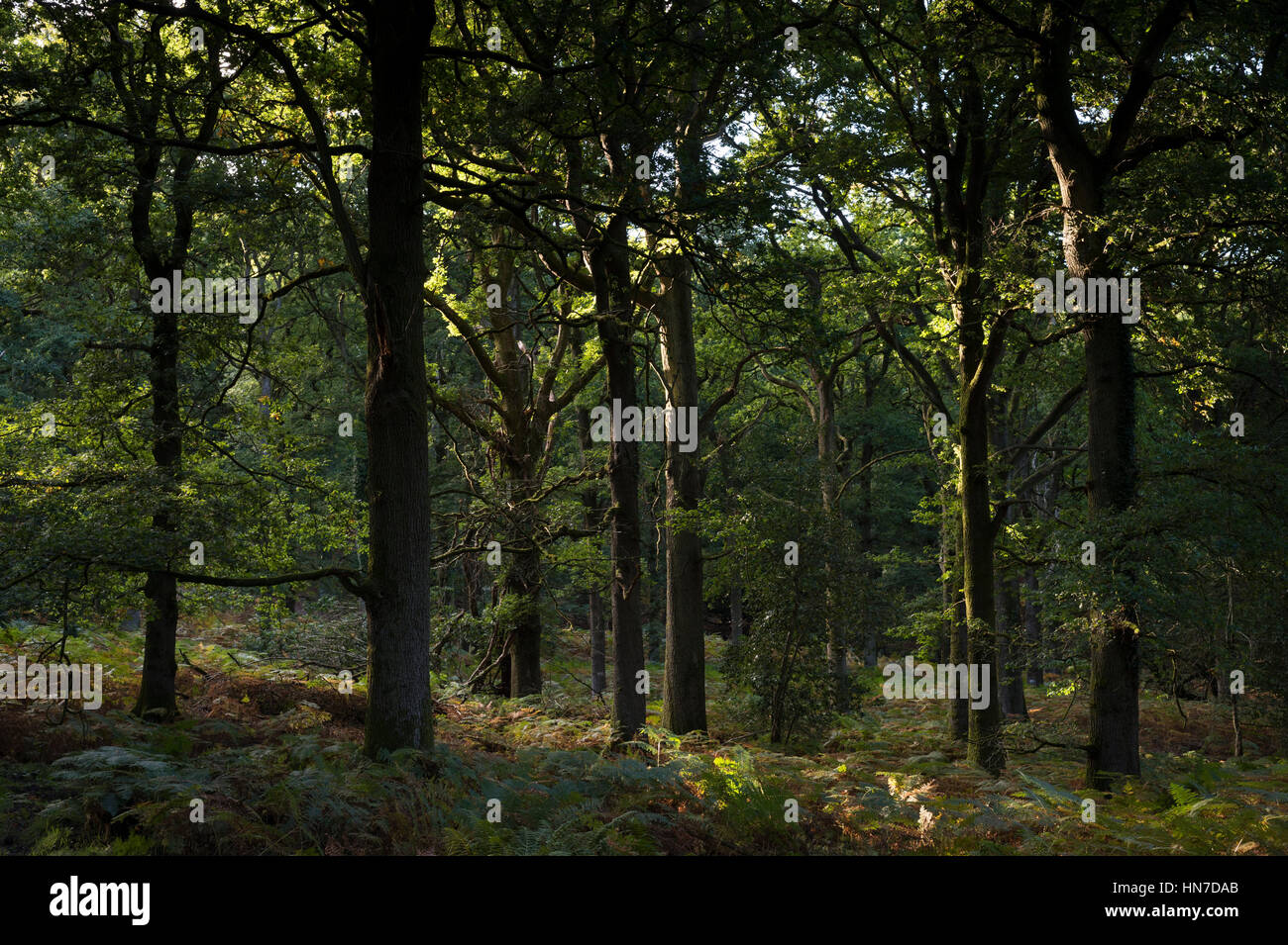 Oak tree uk forest dean hi-res stock photography and images - Alamy