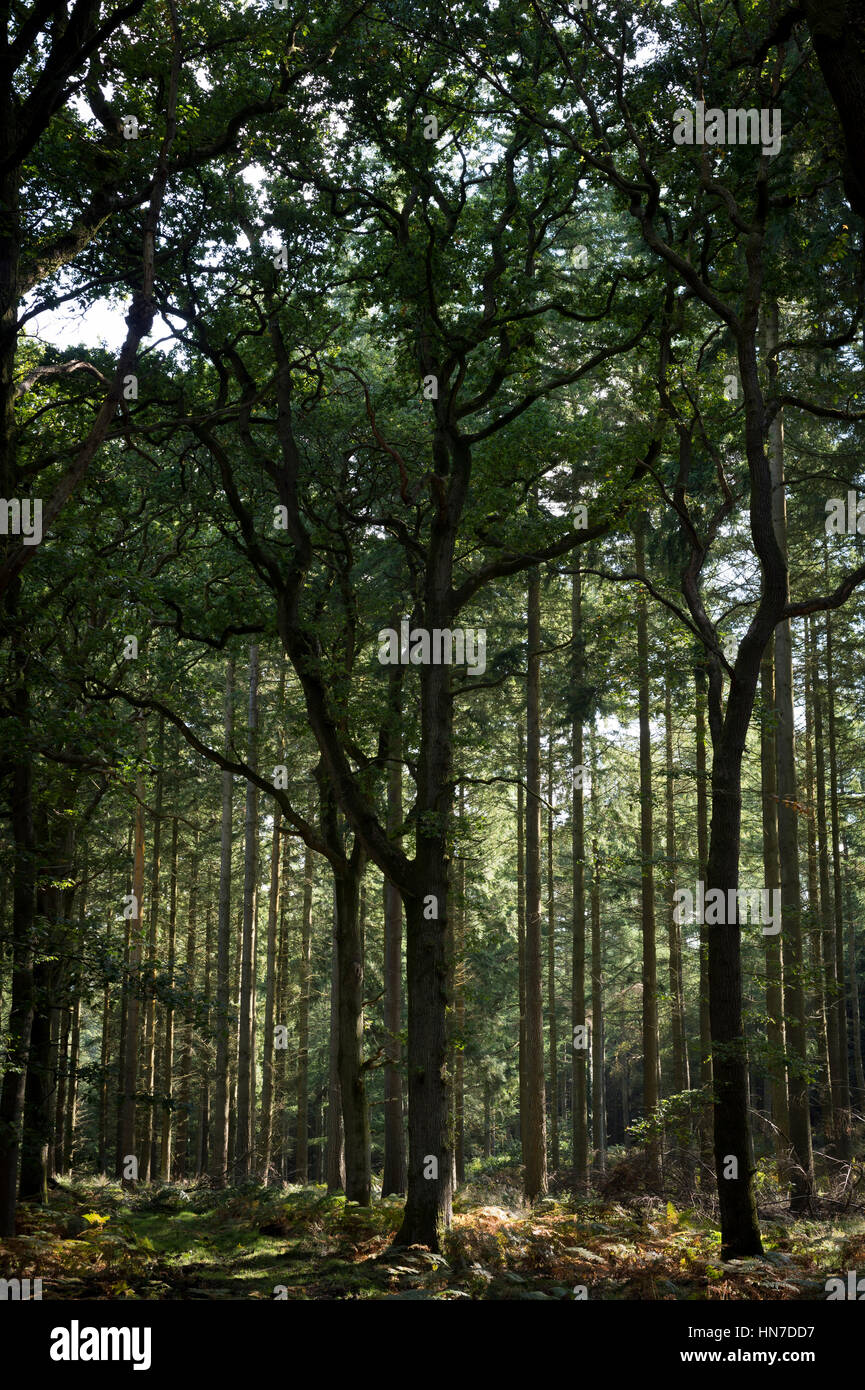 Forest Of Dean High Resolution Stock Photography and Images - Alamy