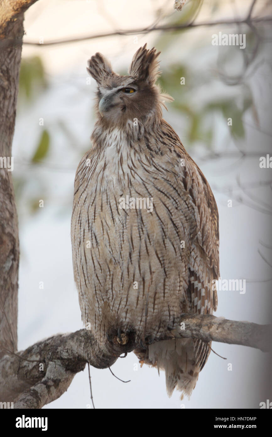 Female Blakiston's Eagle-owl or Fish-owl (Bubo blakistoni), a globally ...