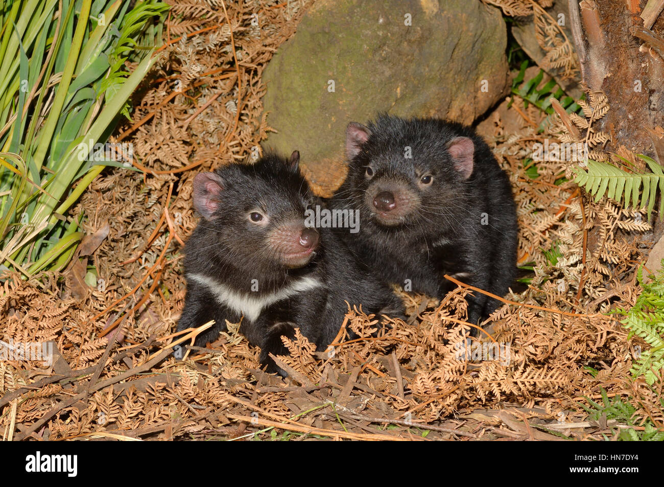 Tasmanian devil baby hi-res stock photography and images - Alamy