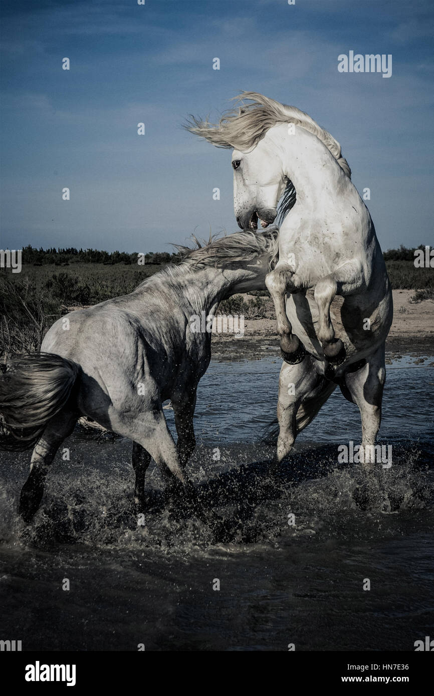 White horse rearing hi-res stock photography and images - Alamy
