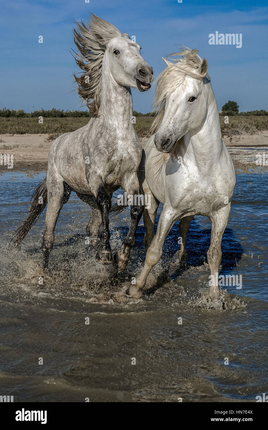 Two white stallions running in water Stock Photo - Alamy