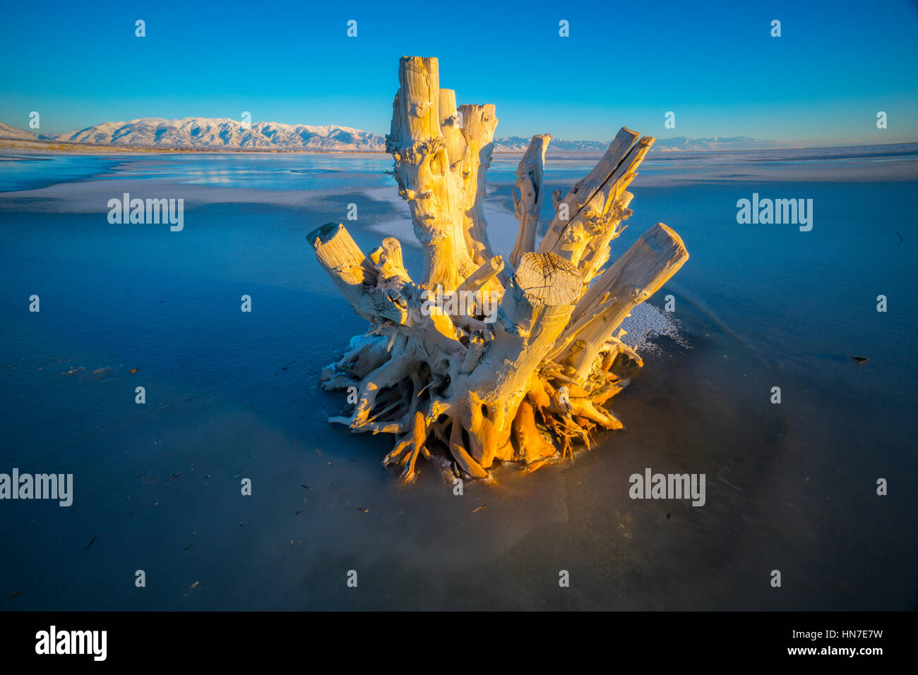 Snag on Great Salt Shore, Antelope Island National Park, Utah Wasatch ...