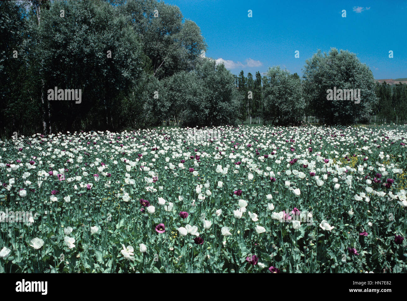 Field of Opium Poppies, Papaver somniferum, Turkey Stock Photo - Alamy