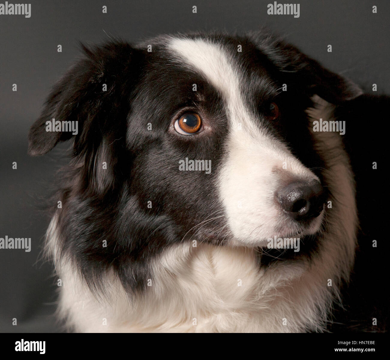 Border collie face hi-res stock photography and images - Alamy