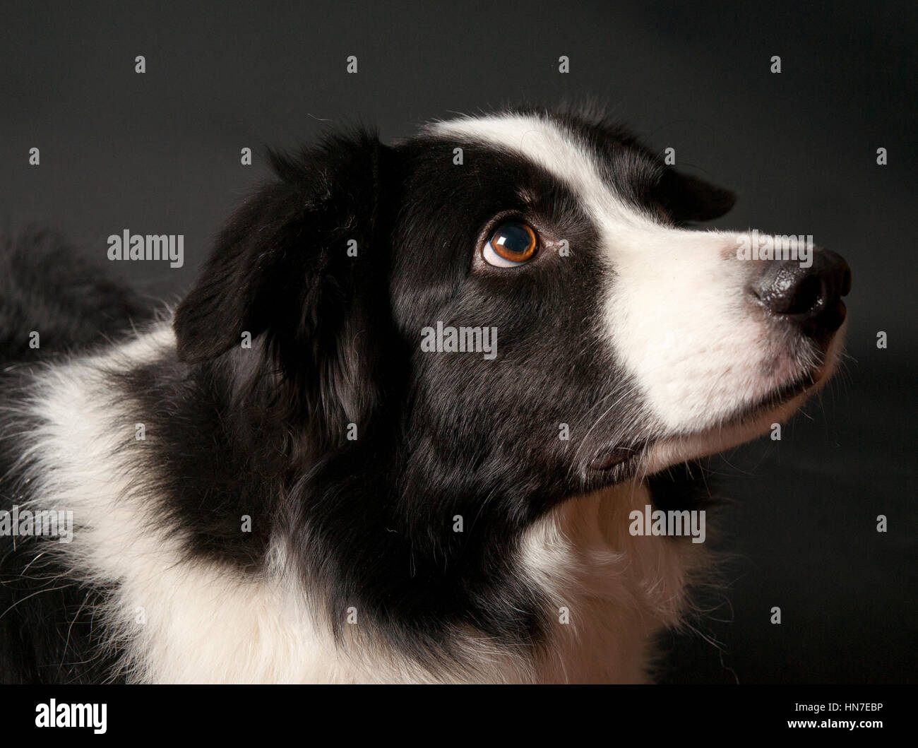 Border Collie dog profile portrait with black background Stock Photo ...