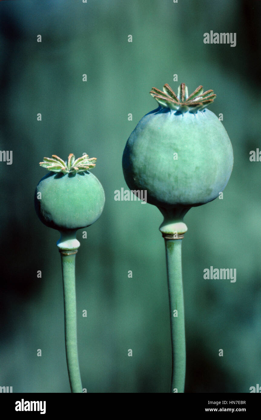 Opium poppy seed pods hi-res stock photography and images - Alamy