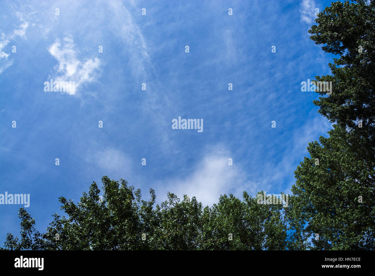 Tree canopy against summer blue sky Stock Photo - Alamy