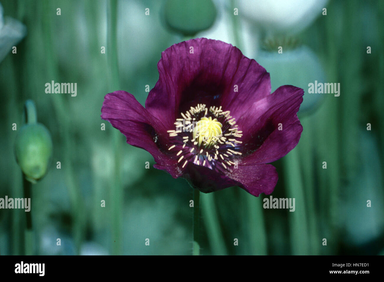 Purple Opium Poppy Flower, Papaver somniferum, and Field of Opium ...