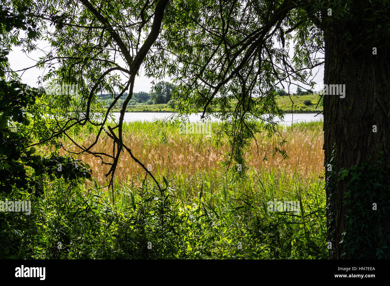 Under the shade of tree near a lake Stock Photo - Alamy
