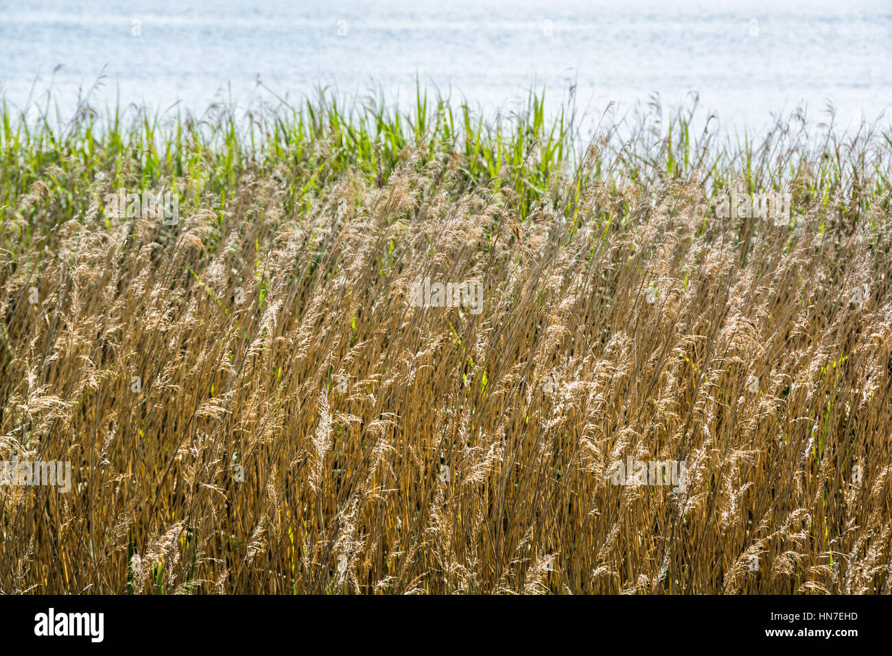 Golden dry grasses beside a river in summer Stock Photo - Alamy