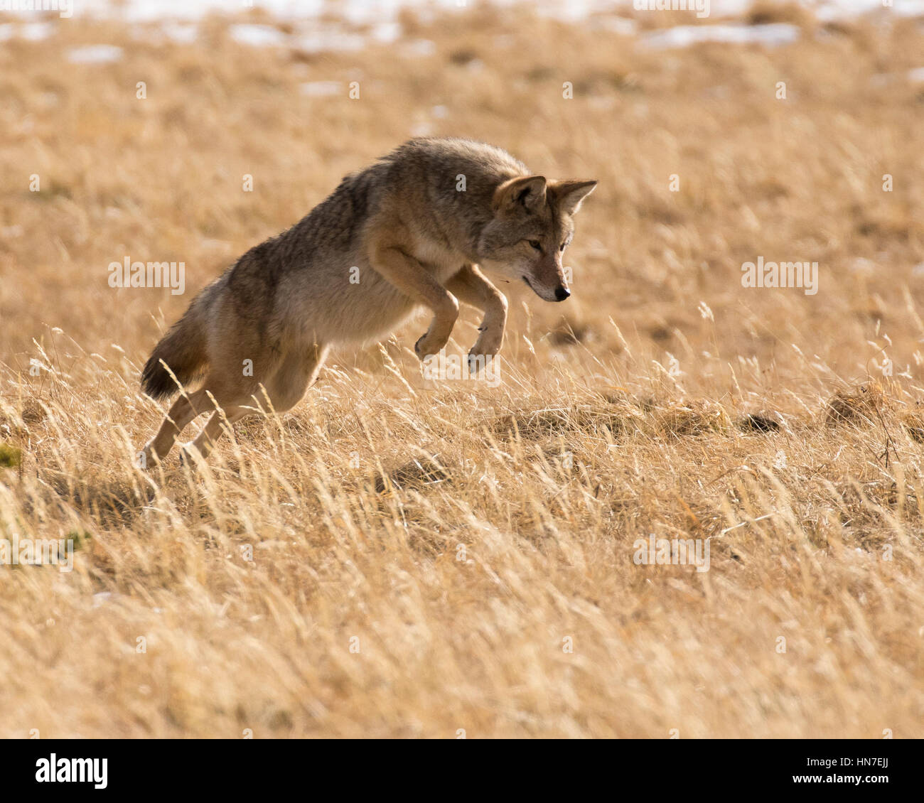 Coyote Jumping High Resolution Stock Photography and Images - Alamy