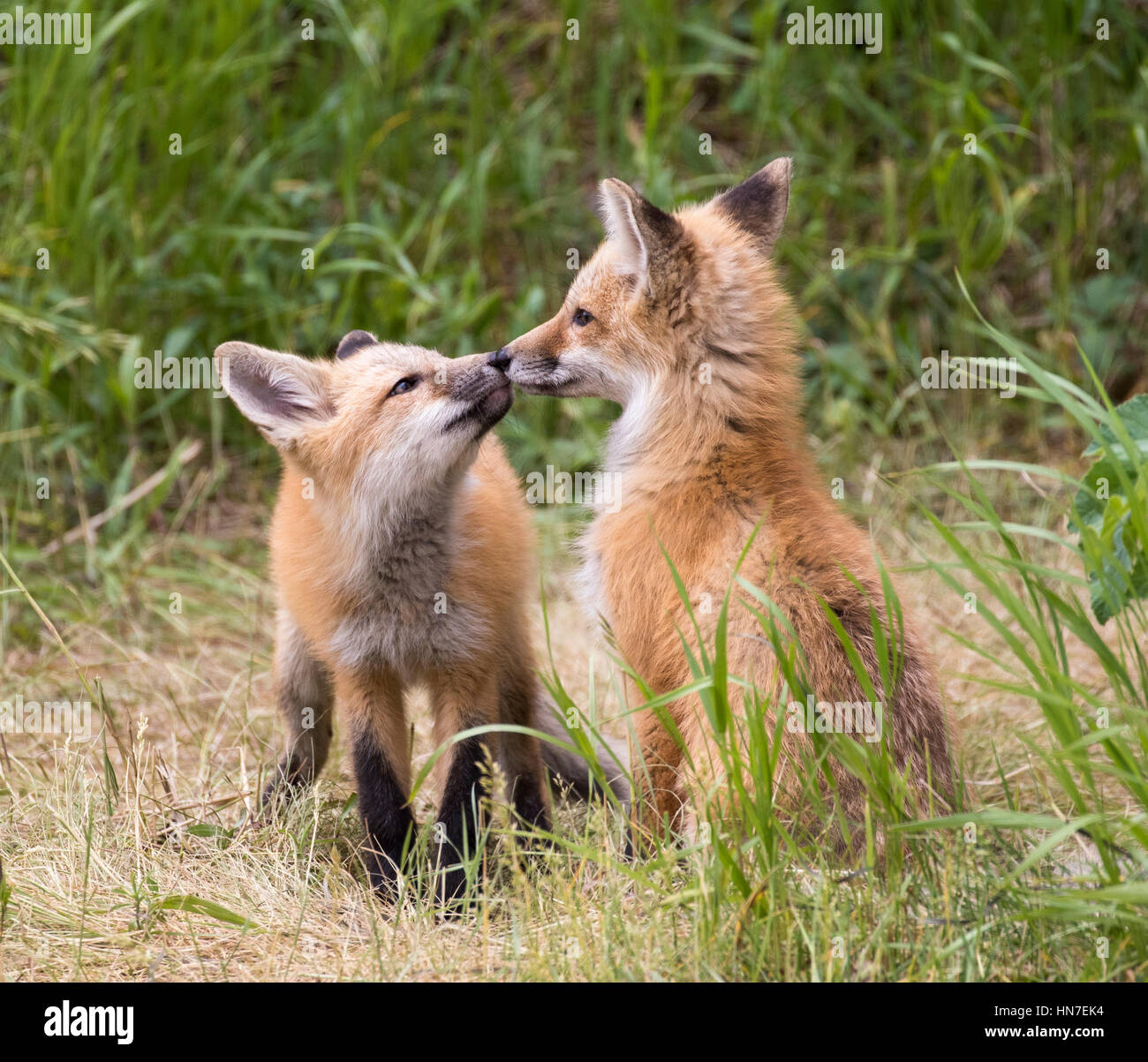 Pair of fox kits in grass with one asking for kiss or touching noses ...