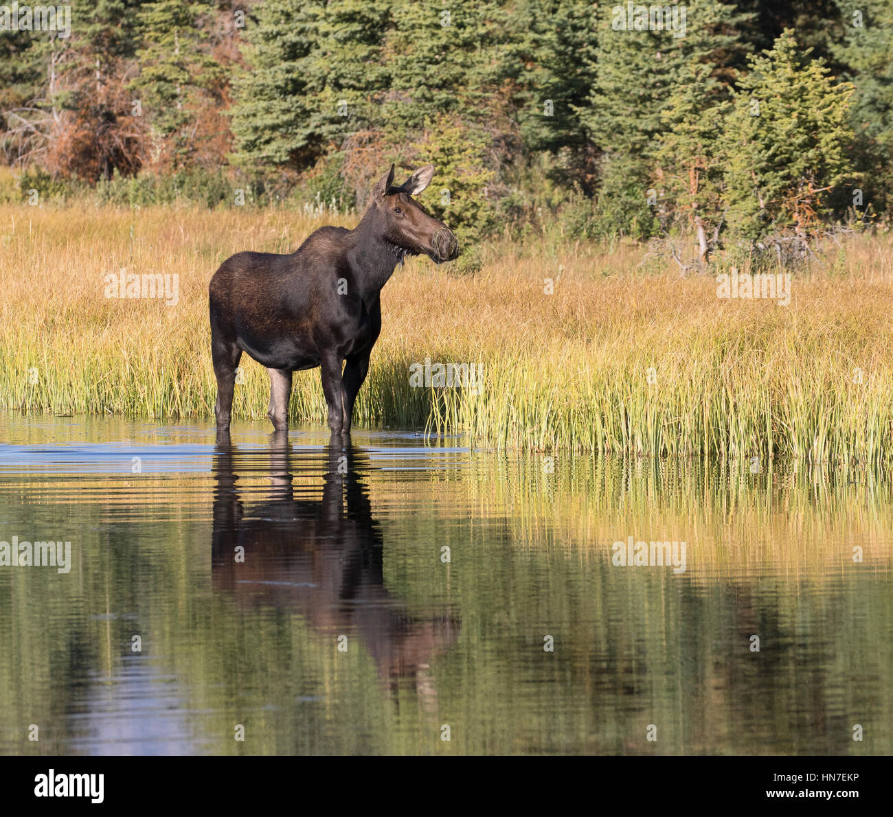 Moose eating plants hi-res stock photography and images - Alamy
