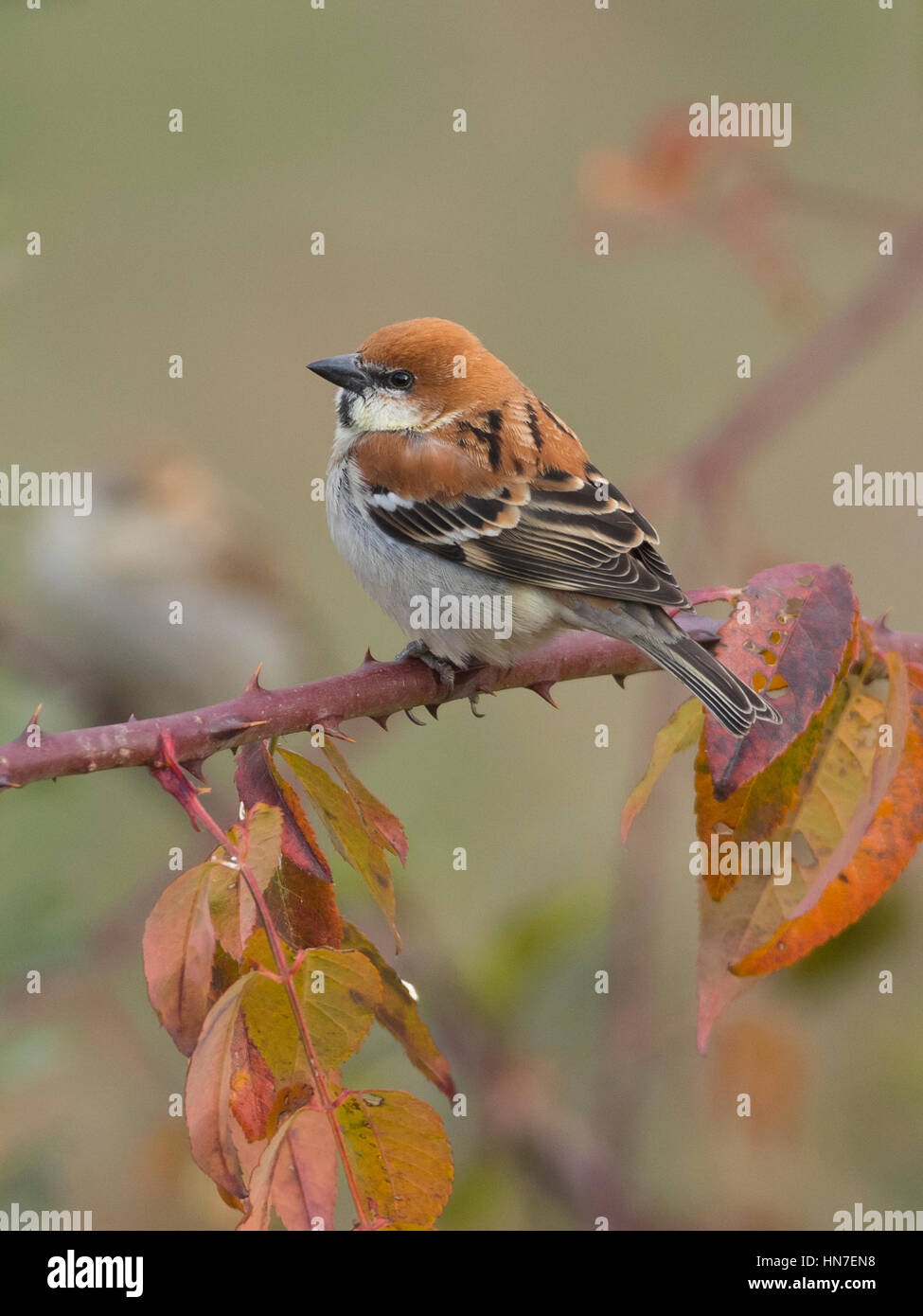 Passer cinnamomeus hi-res stock photography and images - Alamy