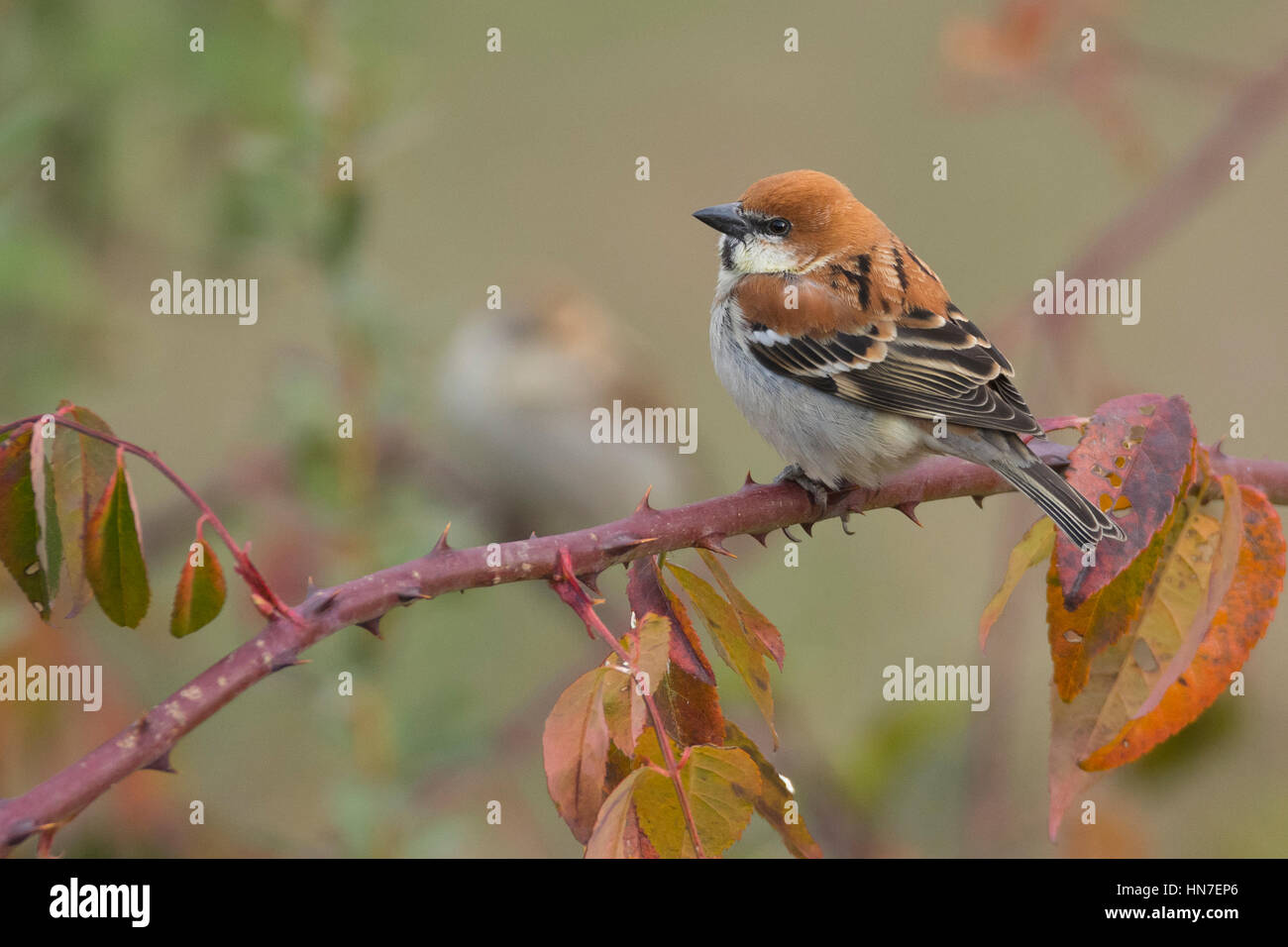 Male sparrow closeup hi-res stock photography and images - Alamy