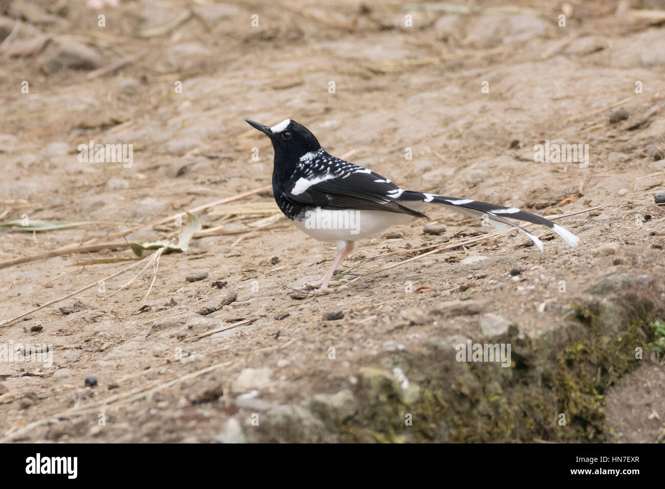 Spotted forktail (Enicurus maculatus) at Uttarakhand, India Stock Photo ...