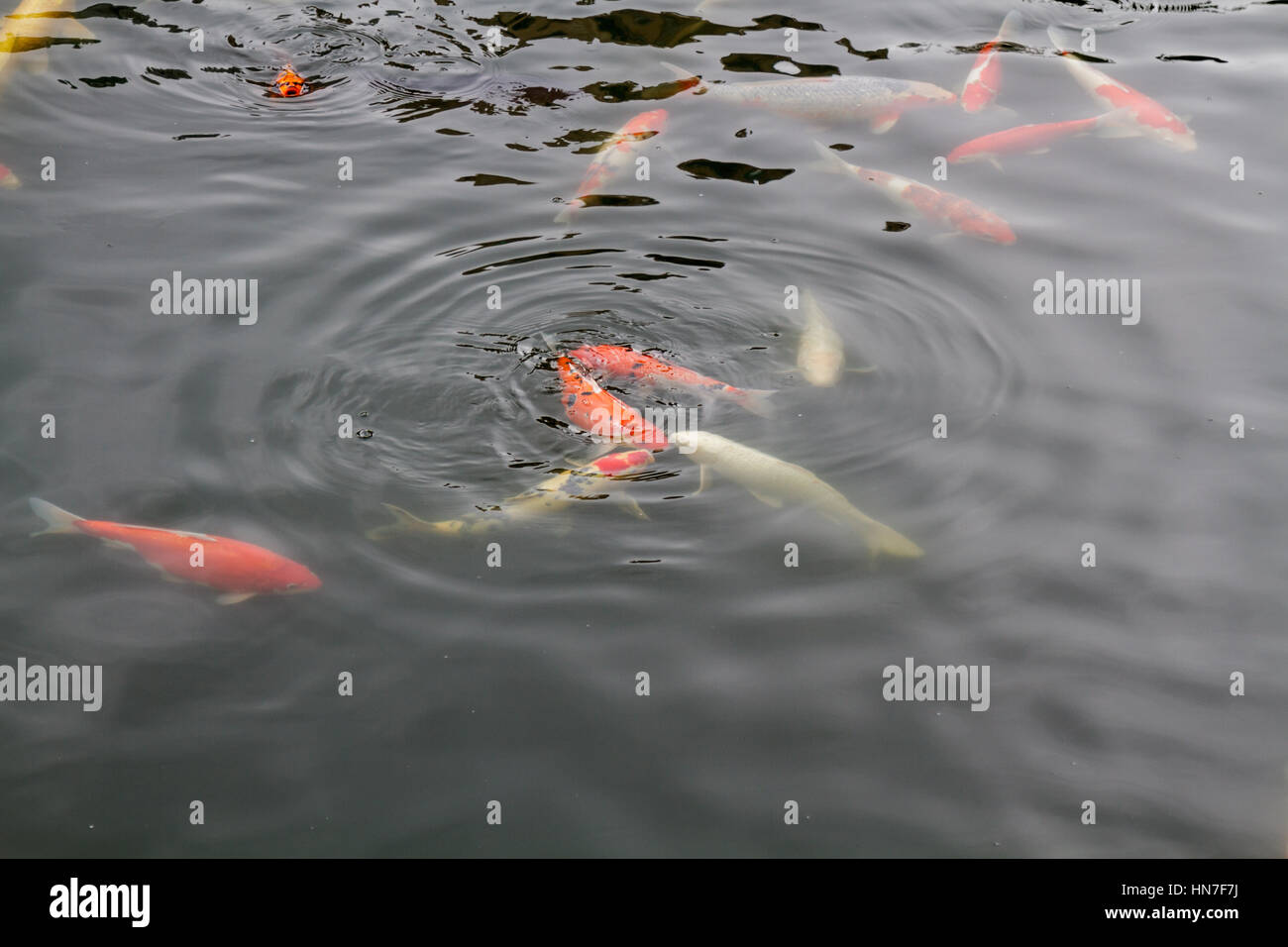 Japan fish call carp hi-res stock photography and images - Alamy
